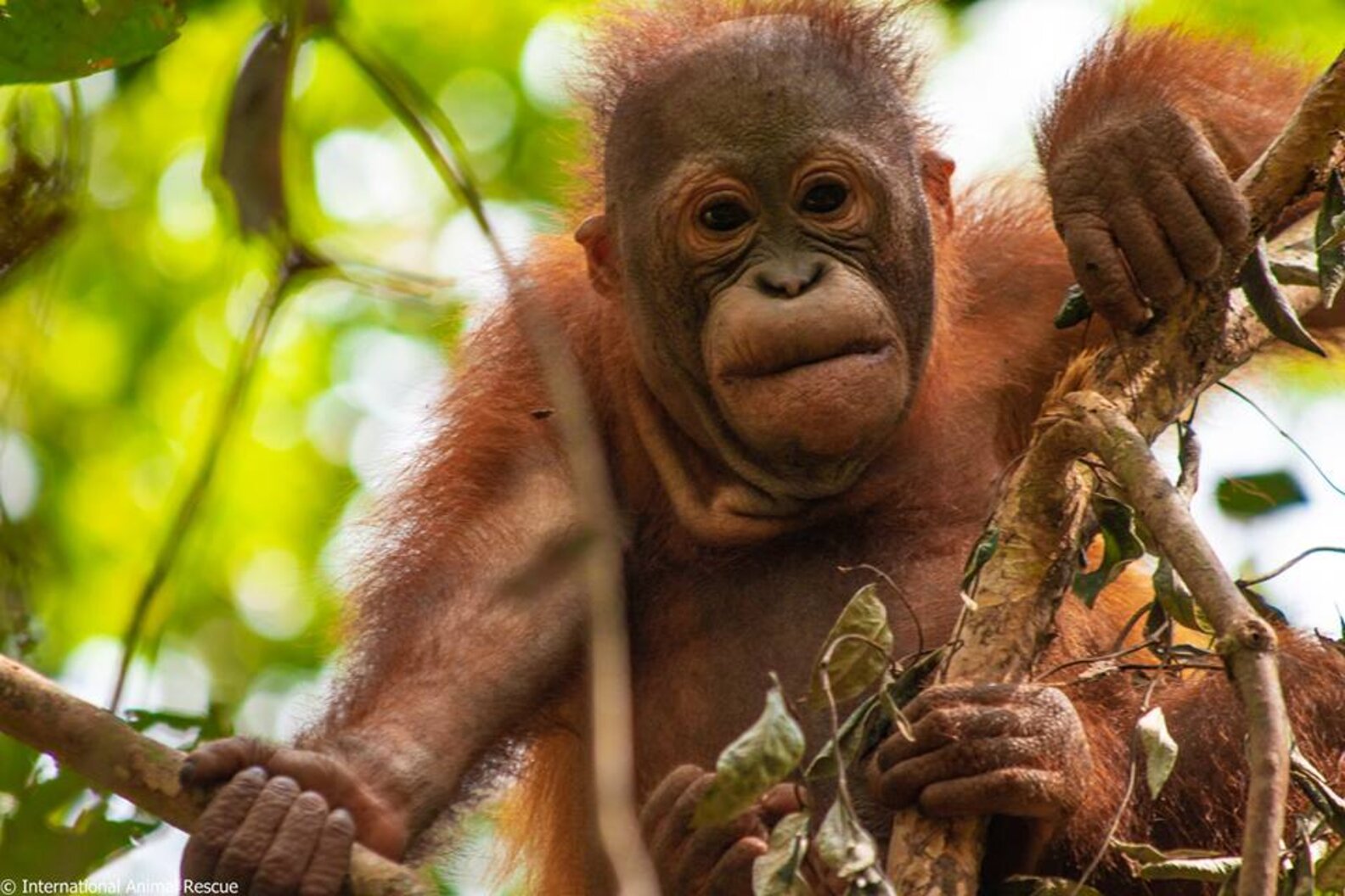 Orangutan Who Was Shot By Poachers Makes Incredible Transformation ...
