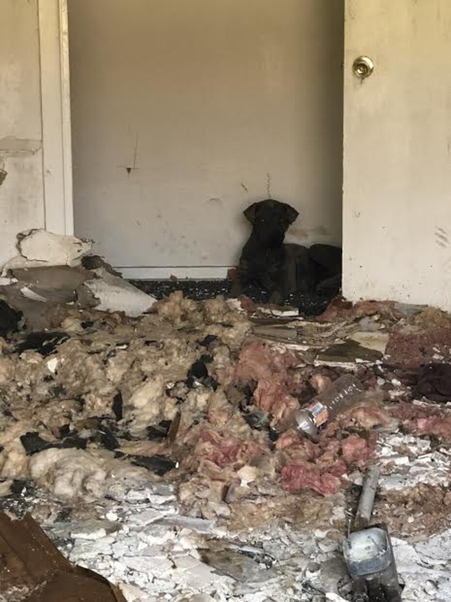 Sick, Stray Dog Evaded Rescue For Months In Houston - The Dodo