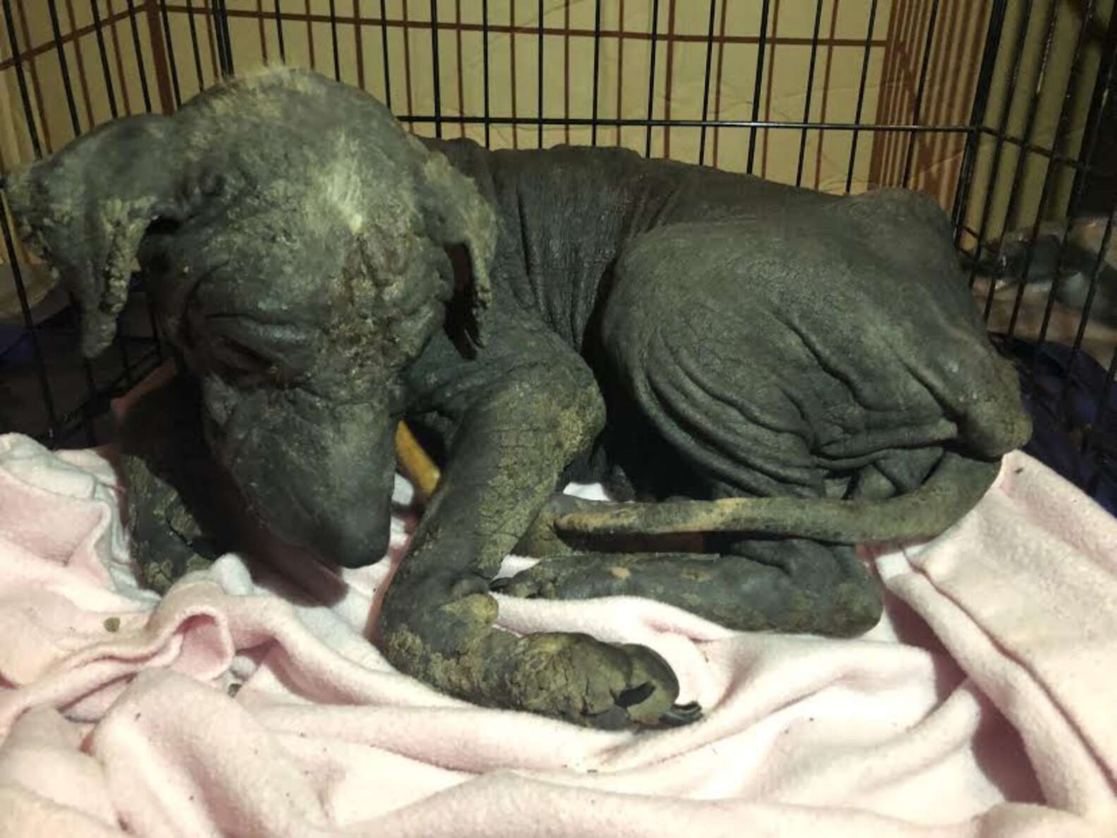 Sick, Stray Dog Evaded Rescue For Months In Houston - The Dodo