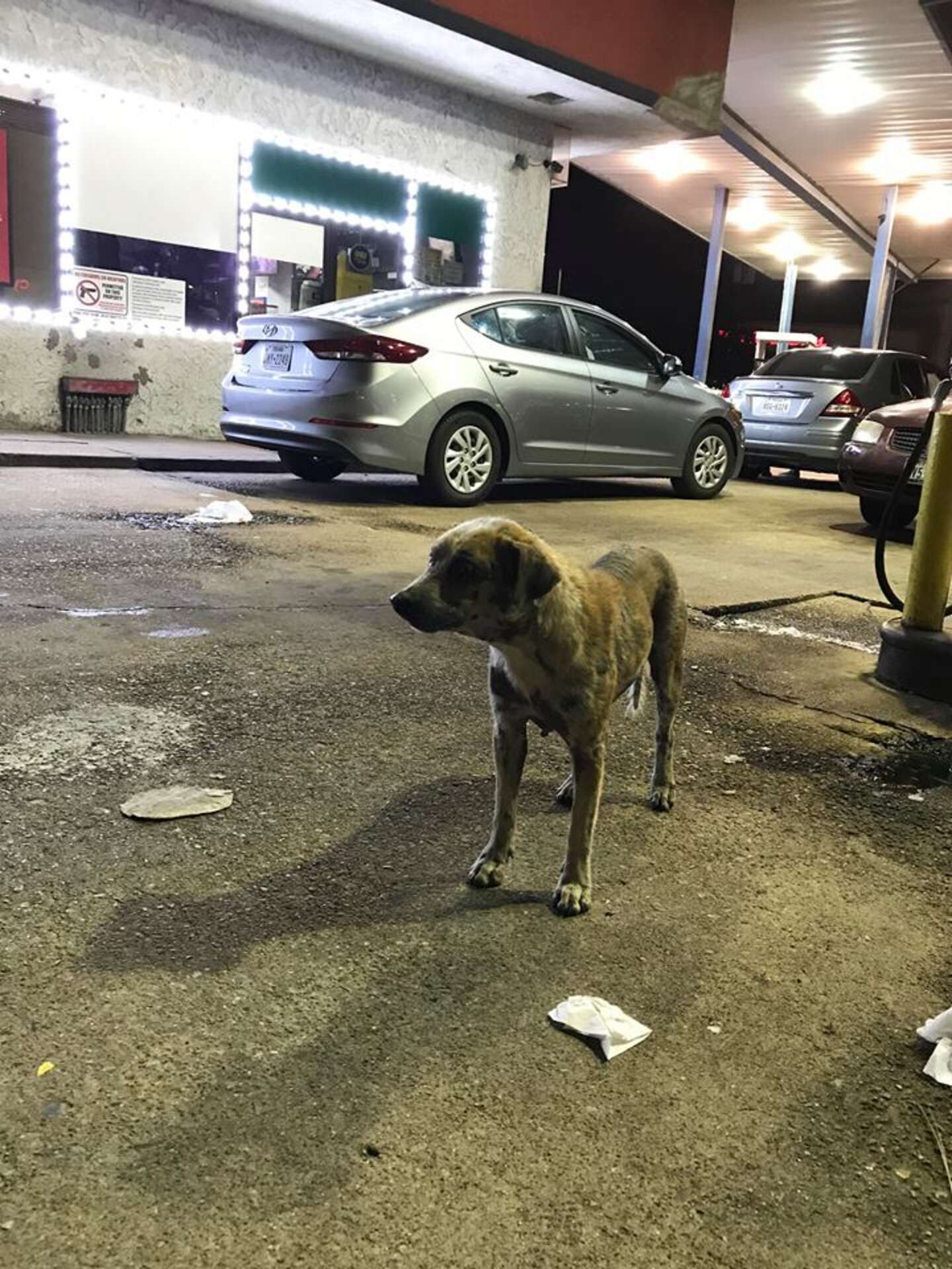 Sick, Stray Dog Evaded Rescue For Months In Houston - The Dodo