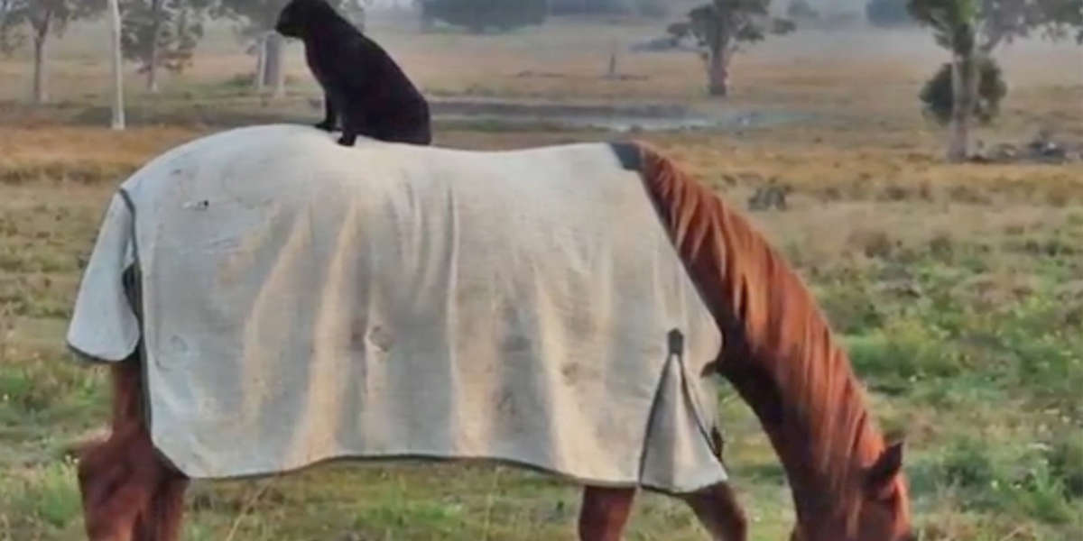 Cat Rides His Favorite Horse Every Day - Videos - The Dodo