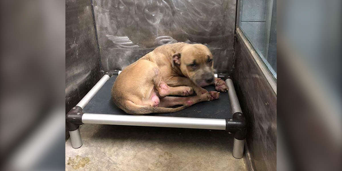 Pit Bull Found Burned And Tied Up Rescued From Canadian Shelter - The Dodo