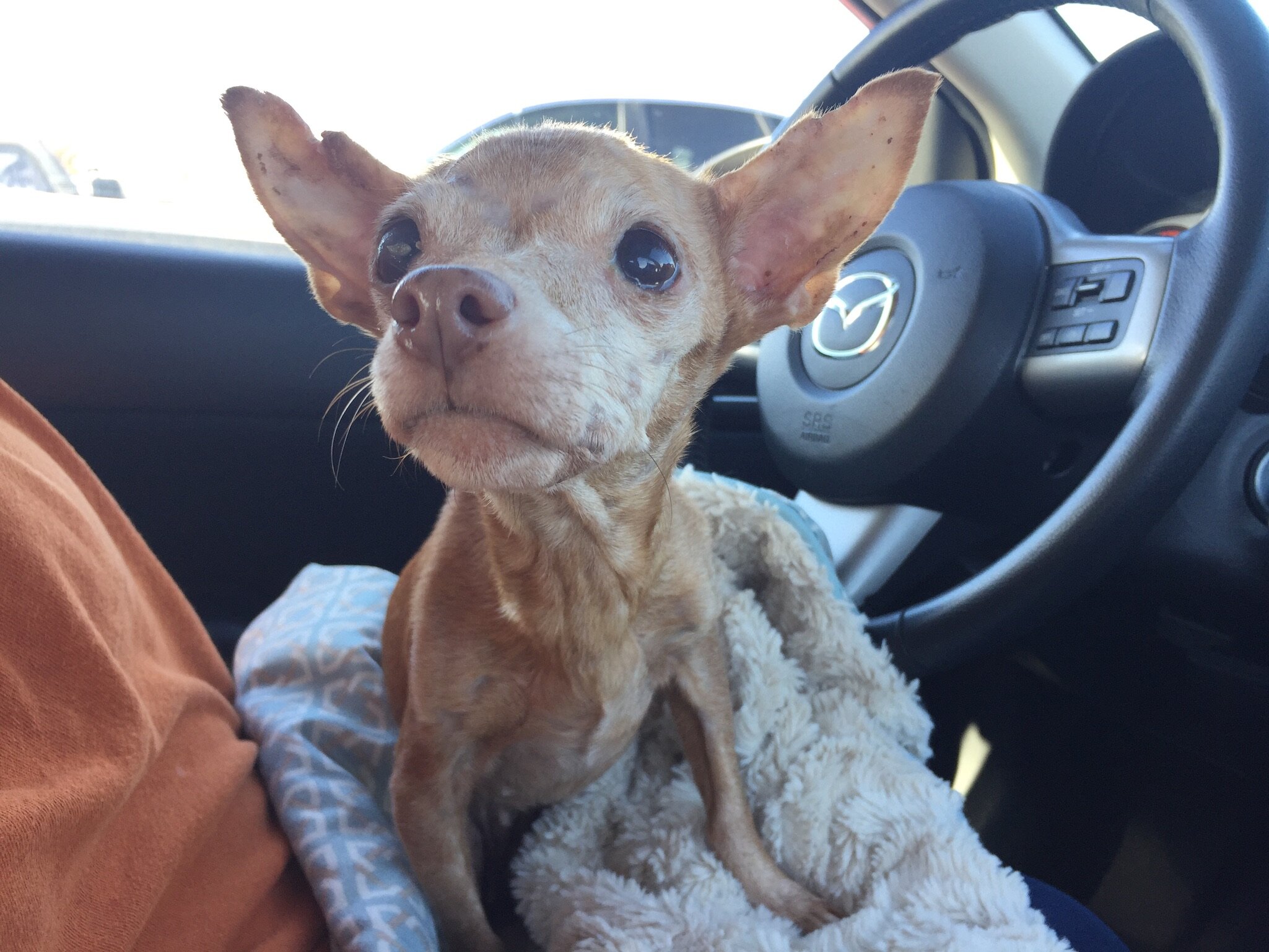 No One Thought This 16-Year-Old Shelter Dog Would Make It - The Dodo