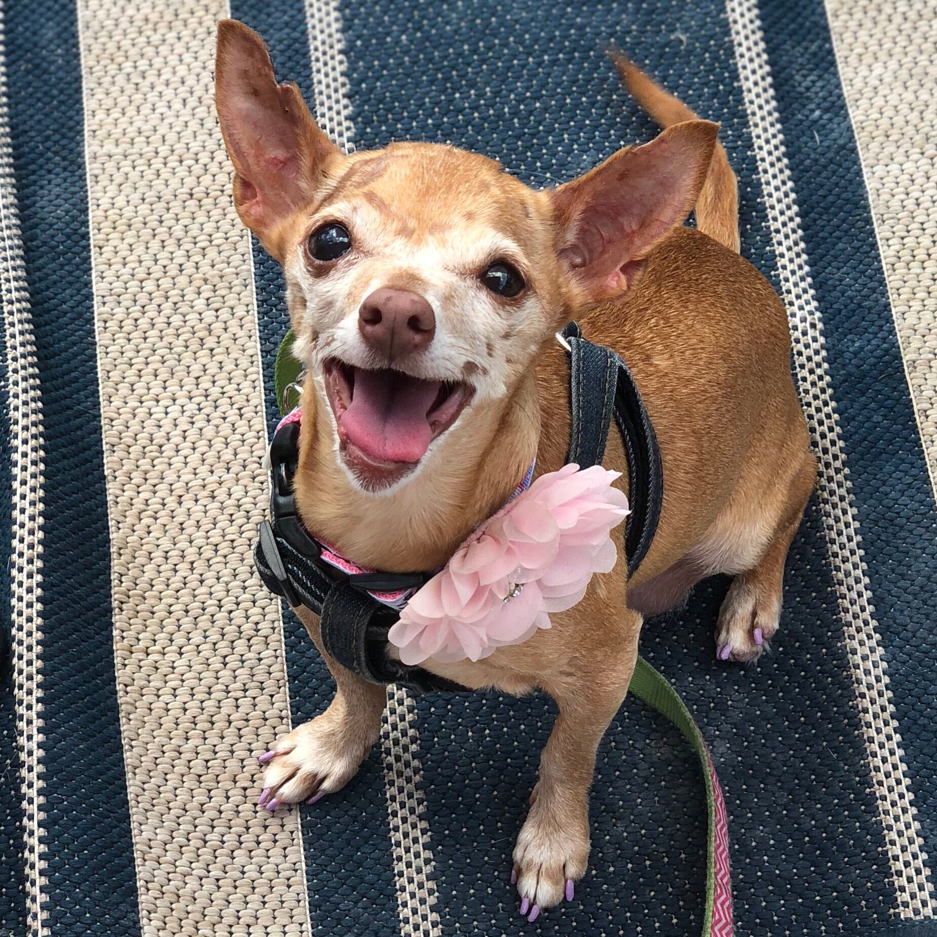 No One Thought This 16-Year-Old Shelter Dog Would Make It - The Dodo