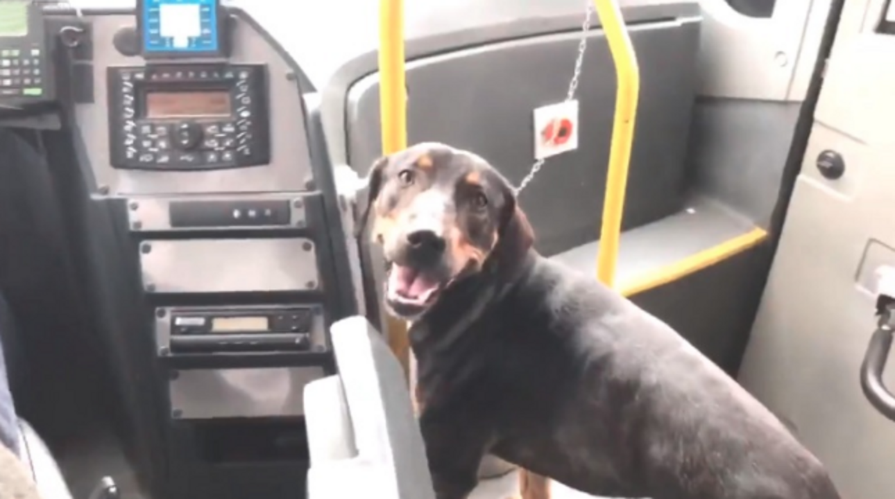 Bus Driver Stops To Rescue Dog Trapped On Busy Highway - The Dodo