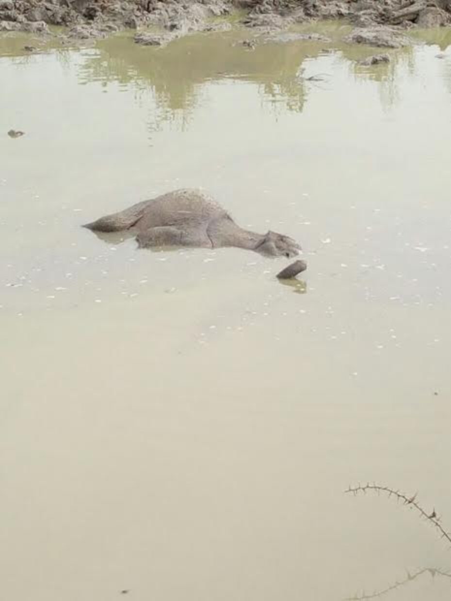 Baby Elephant Saved After Nearly Drowning In Dam - The Dodo
