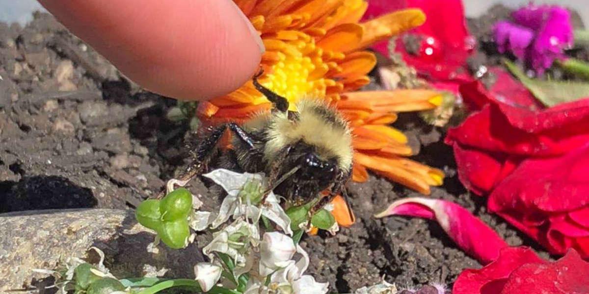 Woman Forms Unlikely Friendship With Little One-Winged Bee - The Dodo