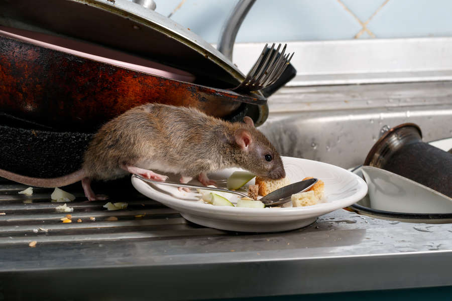 Cities With the Worst Rat Problem in the US, Ranked by Orkin - Thrillist