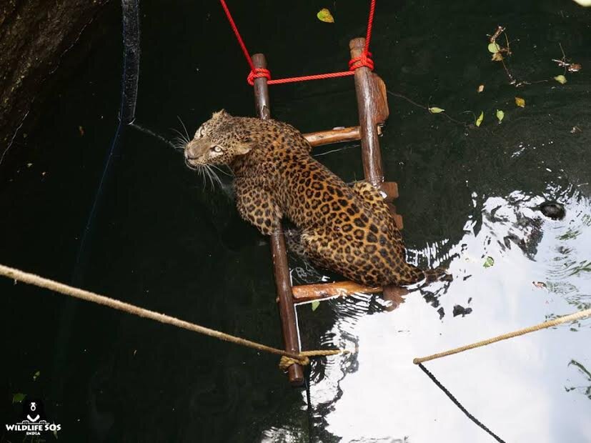 Drowning Leopard Rescued From 30-Foot Well In India - The Dodo