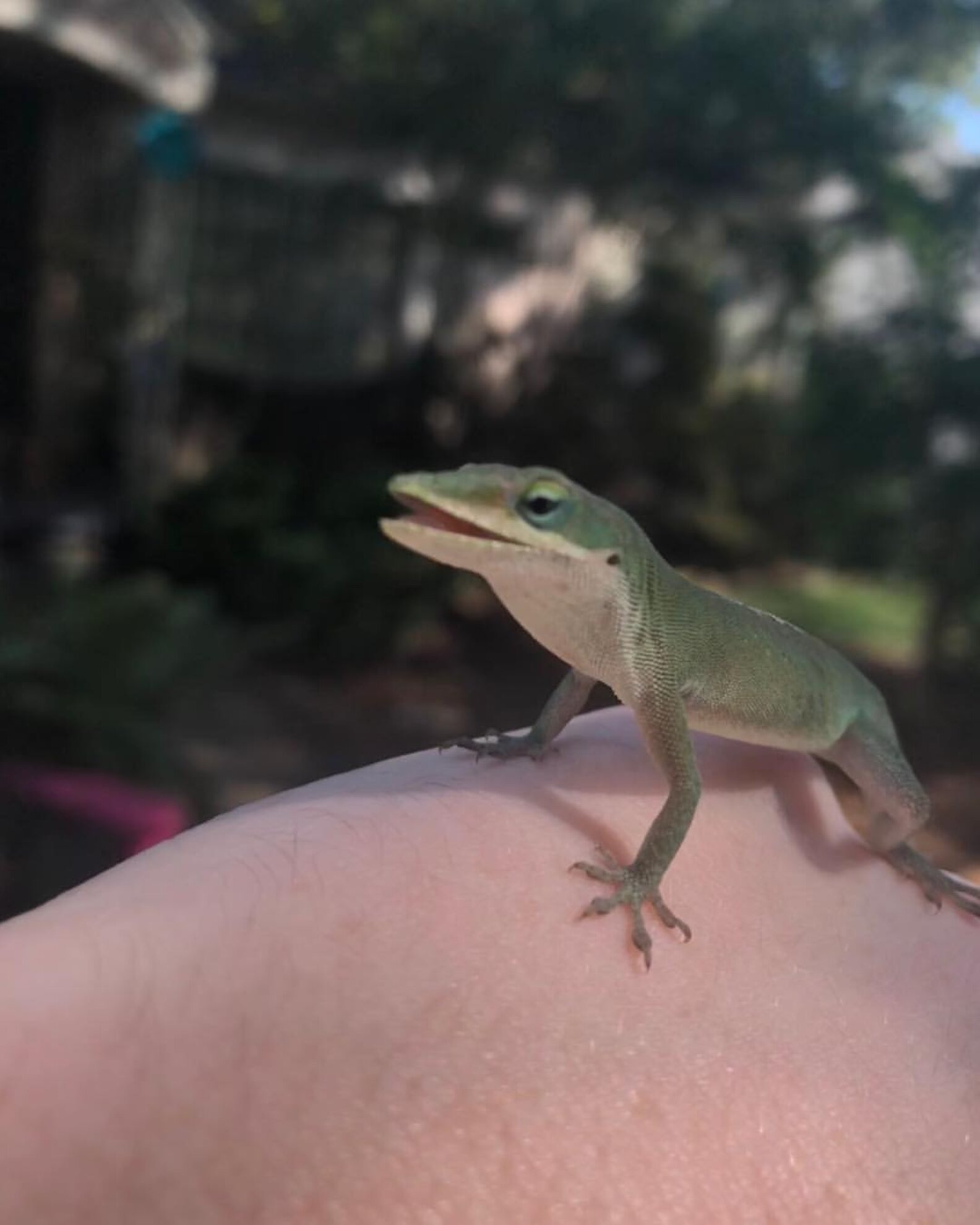 Guy Finds Blind Injured Lizard And Nurses Her Back To Health - The Dodo