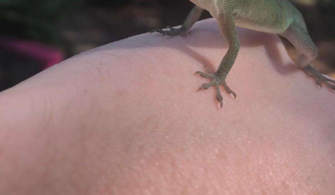 Guy Finds Blind Injured Lizard And Nurses Her Back To Health - The Dodo