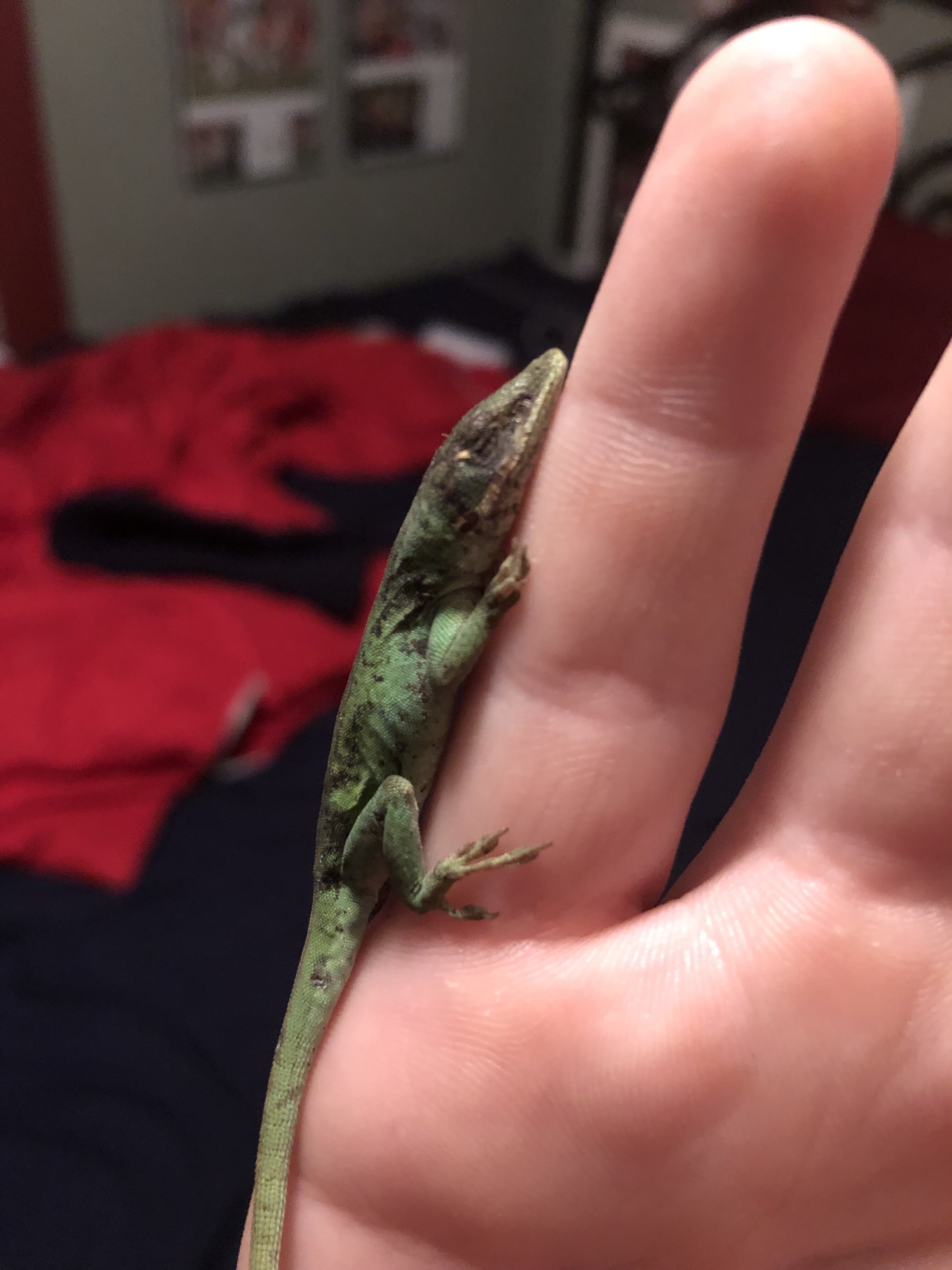 Guy Finds Blind Injured Lizard And Nurses Her Back To Health - The Dodo