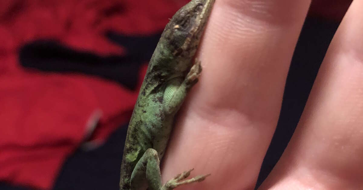 Guy Finds Blind Injured Lizard And Nurses Her Back To Health - The Dodo