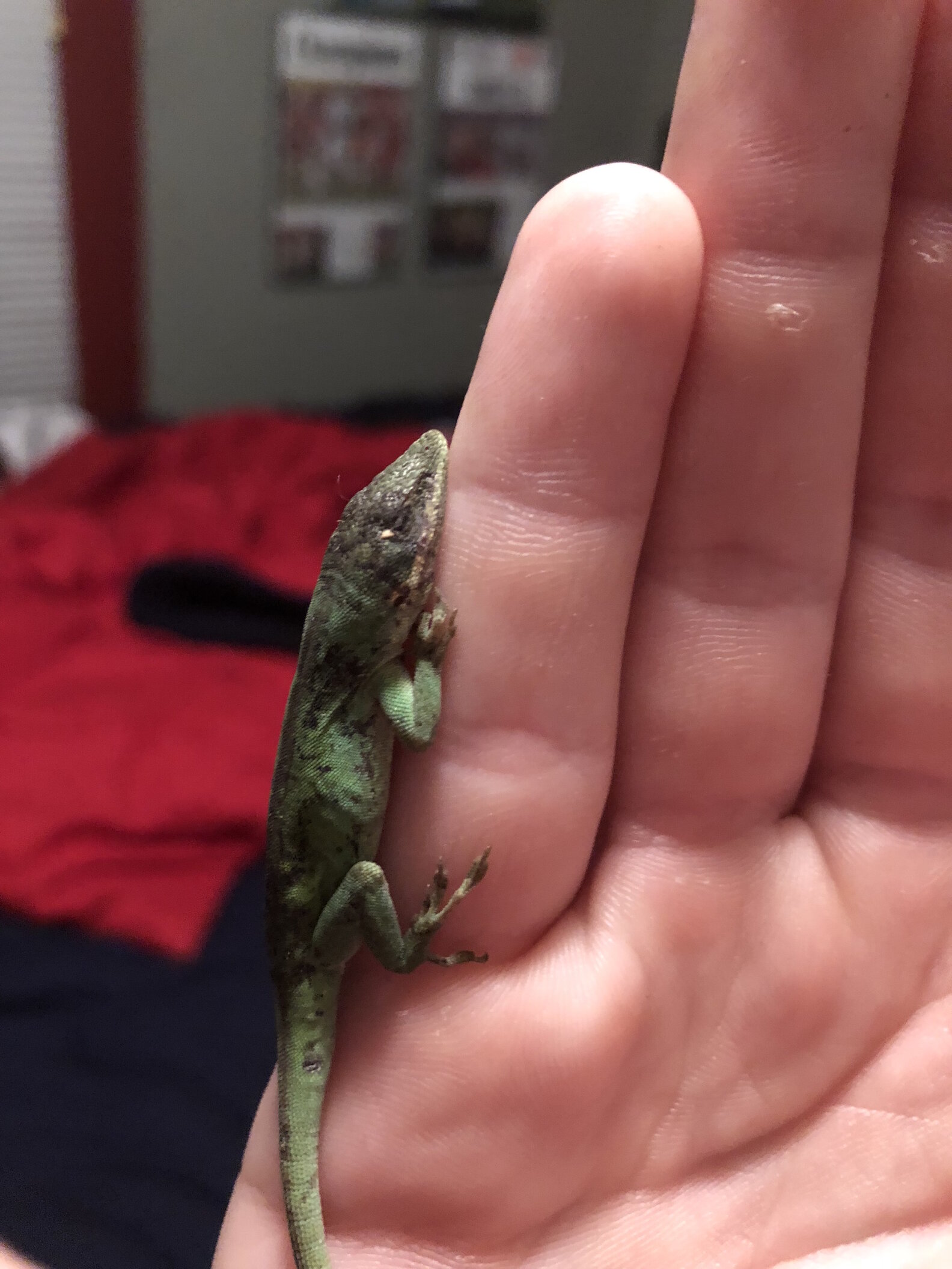 Guy Finds Blind Injured Lizard And Nurses Her Back To Health - The Dodo