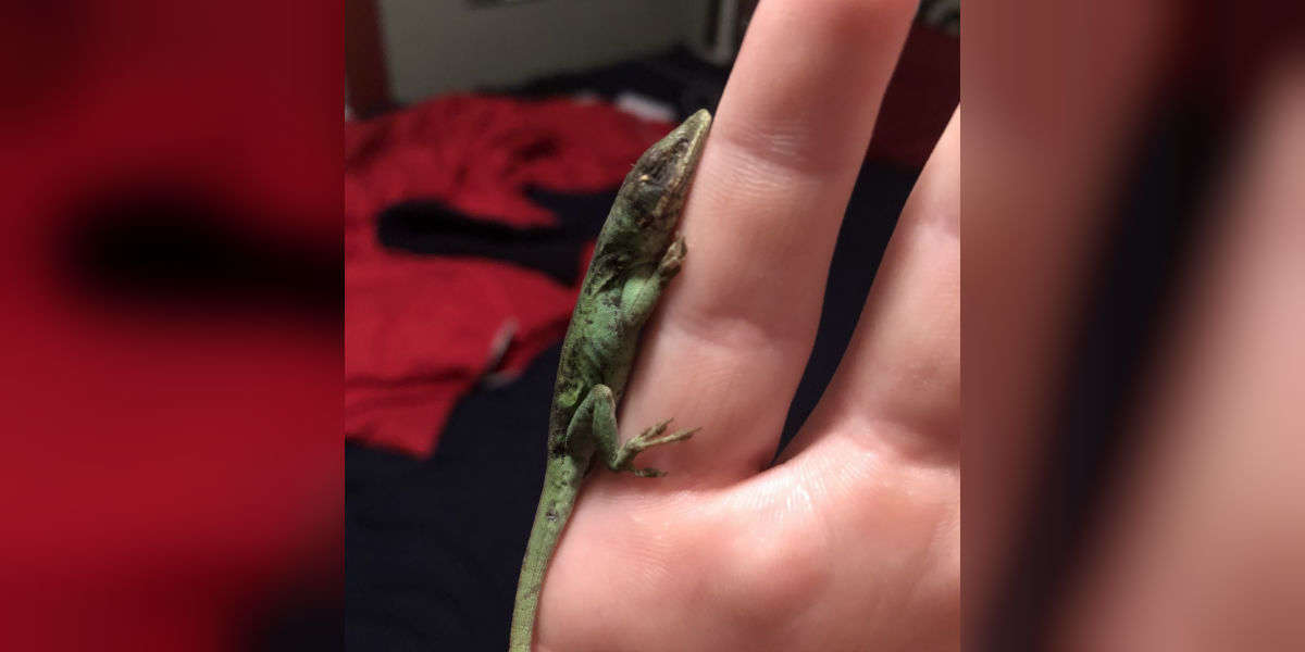 Guy Finds Blind Injured Lizard And Nurses Her Back To Health - The Dodo