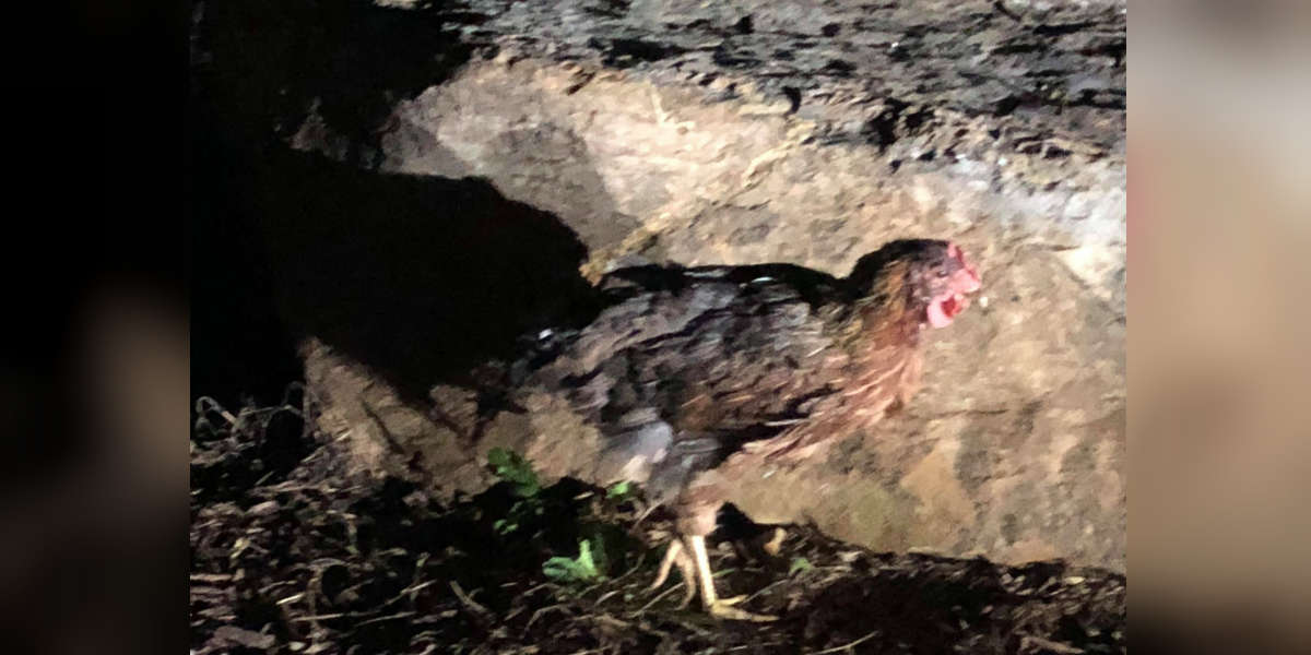 Chicken Mysteriously Abandoned On Driveway Gets The Surgery She Needs ...