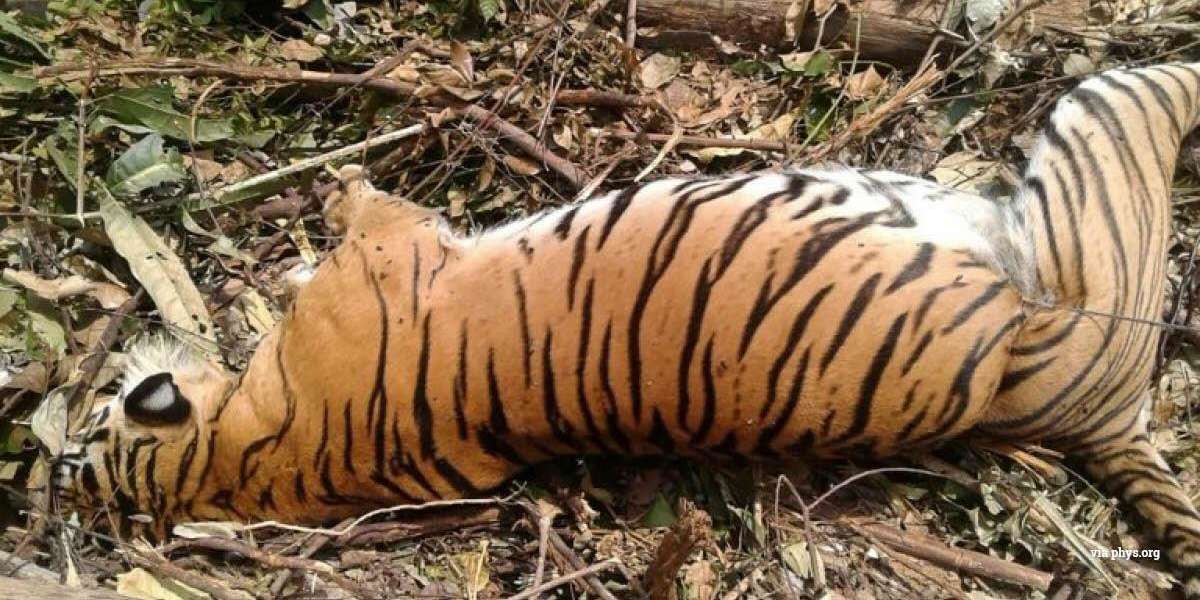 Wild Sumatran Tiger Who Was Pregnant Is Found Dead In Pig Trap - The Dodo