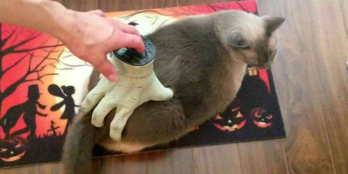 Cat Is Having A Very Addams Family Moment - Videos - The Dodo