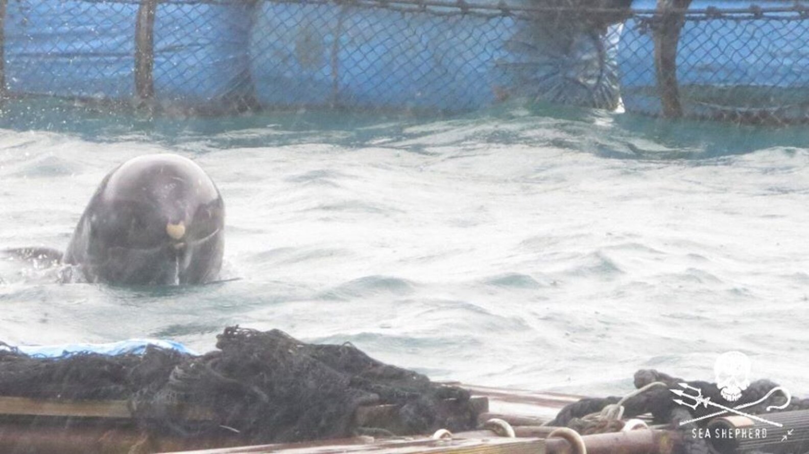 Captive Japanese Dolphin Is Injured And Miserable In Taiji Sea Pen ...