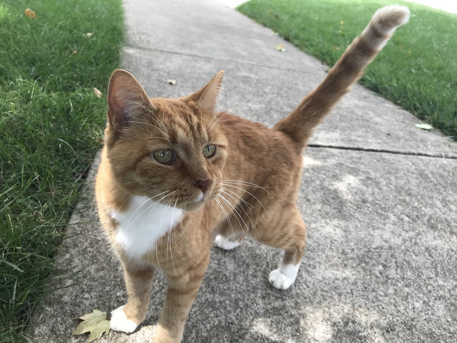 Friendly Cat Greets His Favorite Neighbor Every Morning - The Dodo