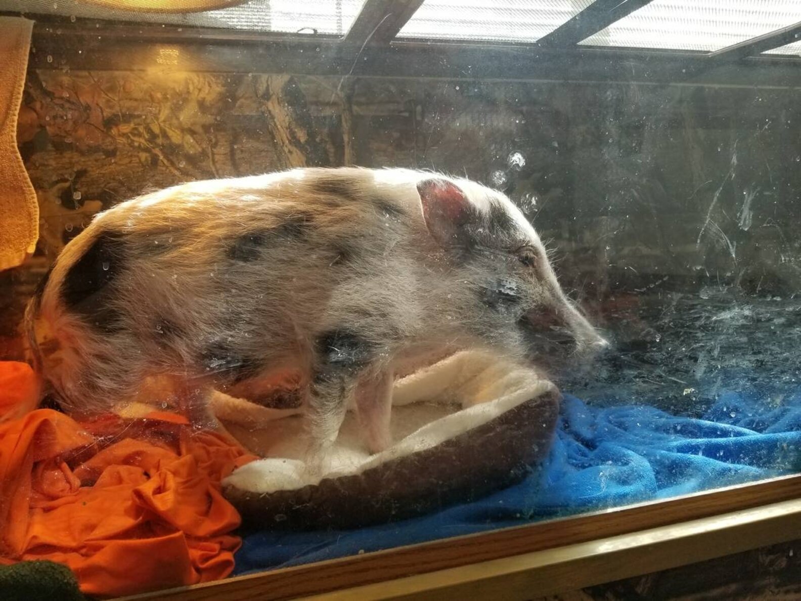 'Mini' Pig Who Was Kept In A Fish Tank Looks So Different Now - The Dodo