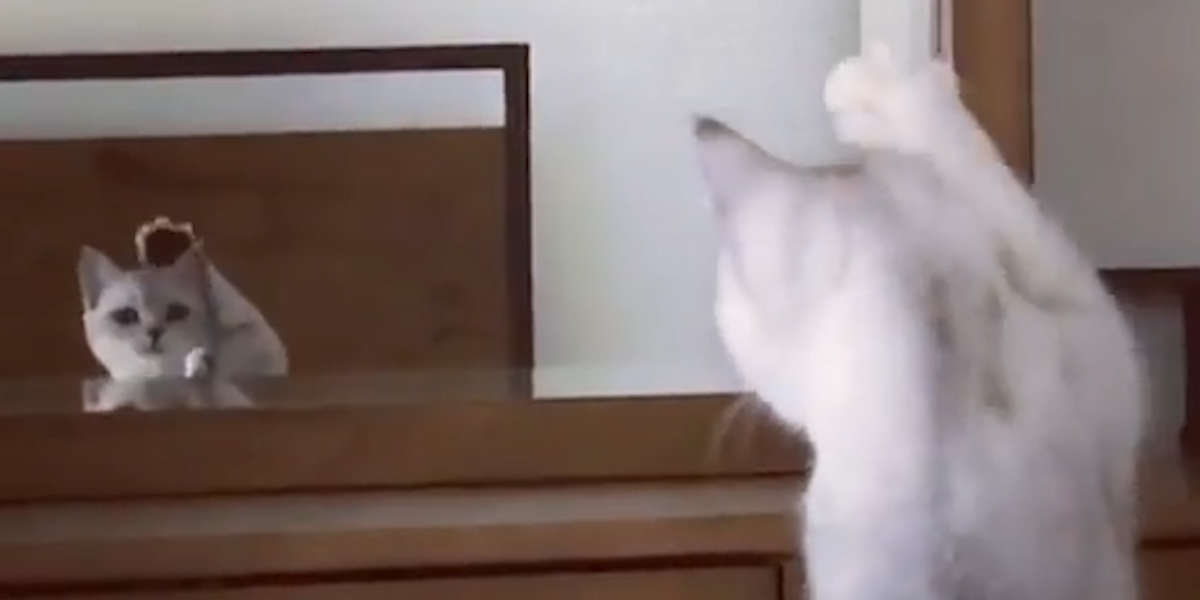 Cat Just Found Out He Has Ears And Loves It - Videos - The Dodo