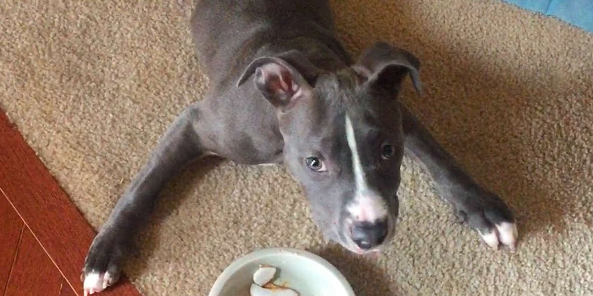 This Pittie Puppy Is Pure Inspiration - Videos - The Dodo