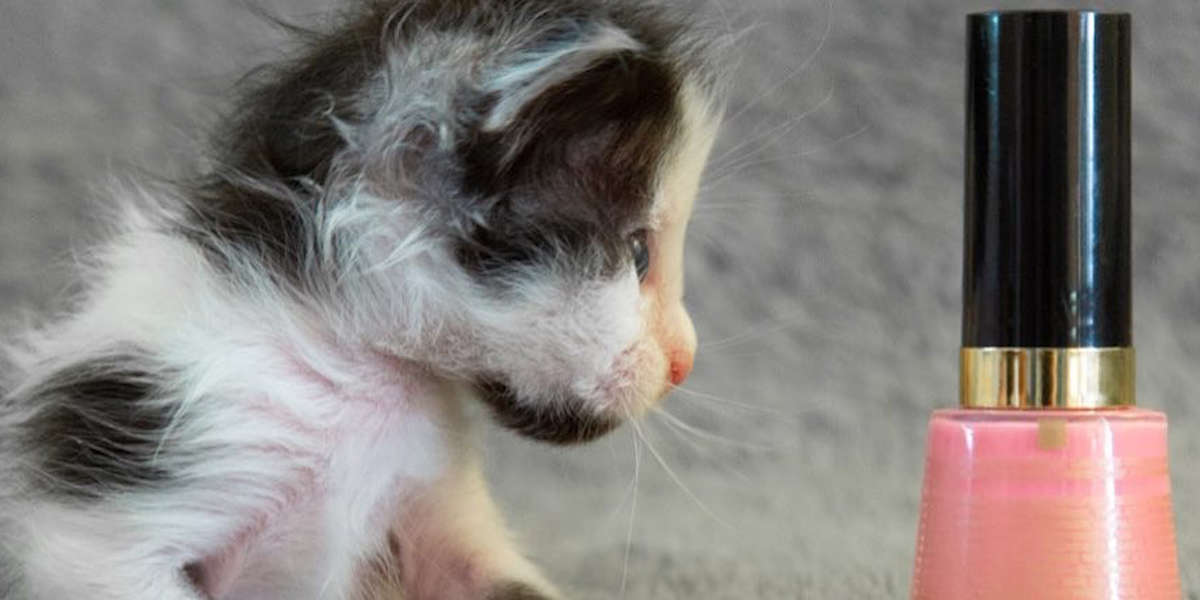 Watch This Micro-Mini Kitten Grow Up - Videos - The Dodo