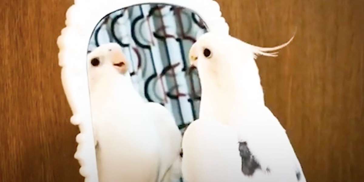 Happy Bird Helps Family Sing His Favorite Song - Videos - The Dodo