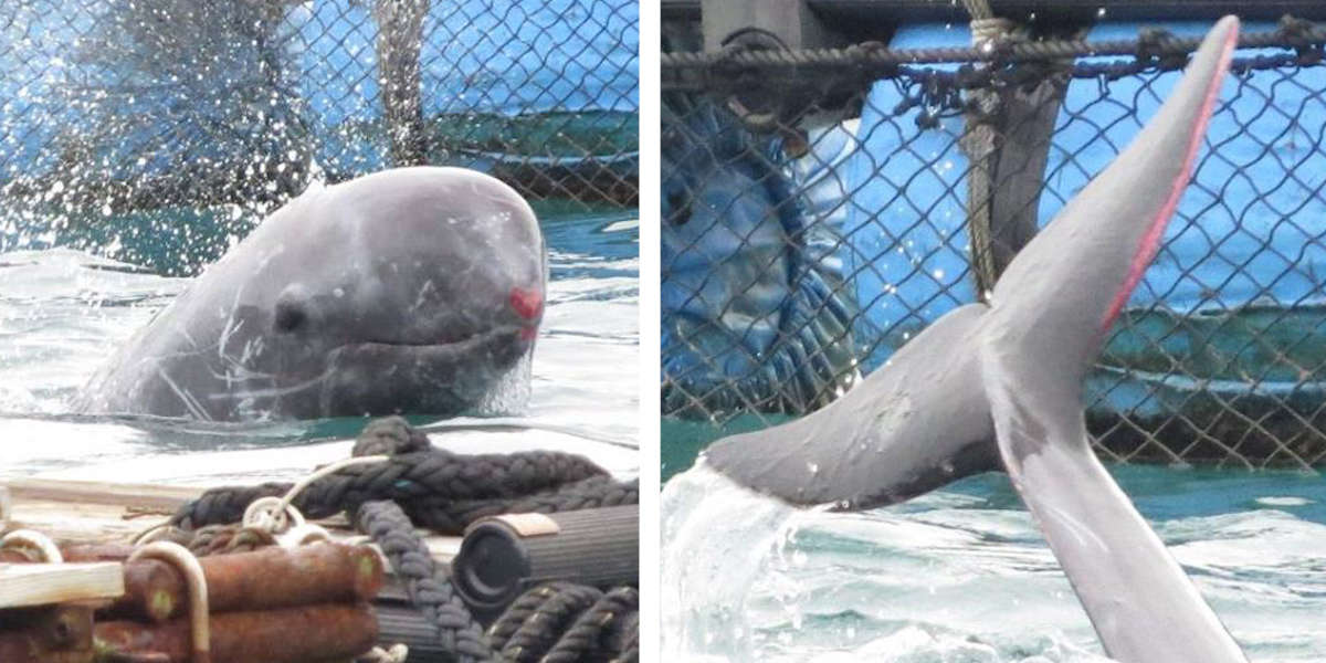 Captive Japanese Dolphin Is Injured And Miserable In Taiji Sea Pen ...