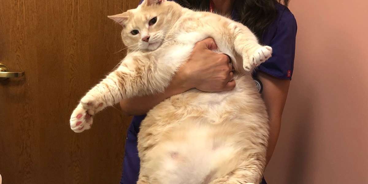 33-Pound Shelter Cat Slims Down - Videos - The Dodo