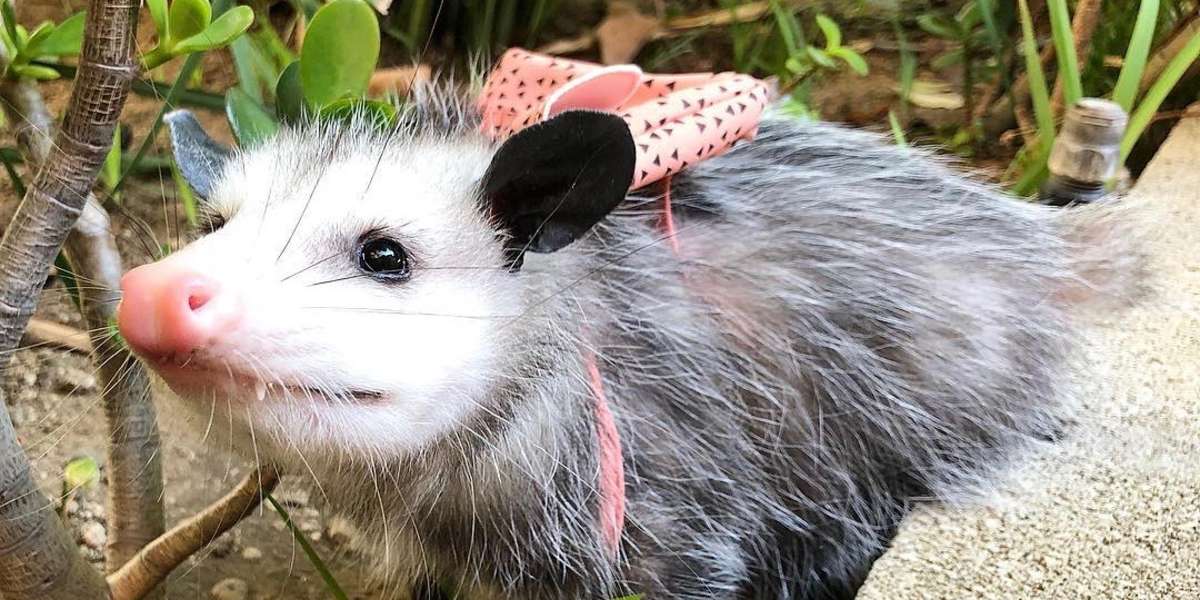 This Possum's A People Person - Videos - The Dodo