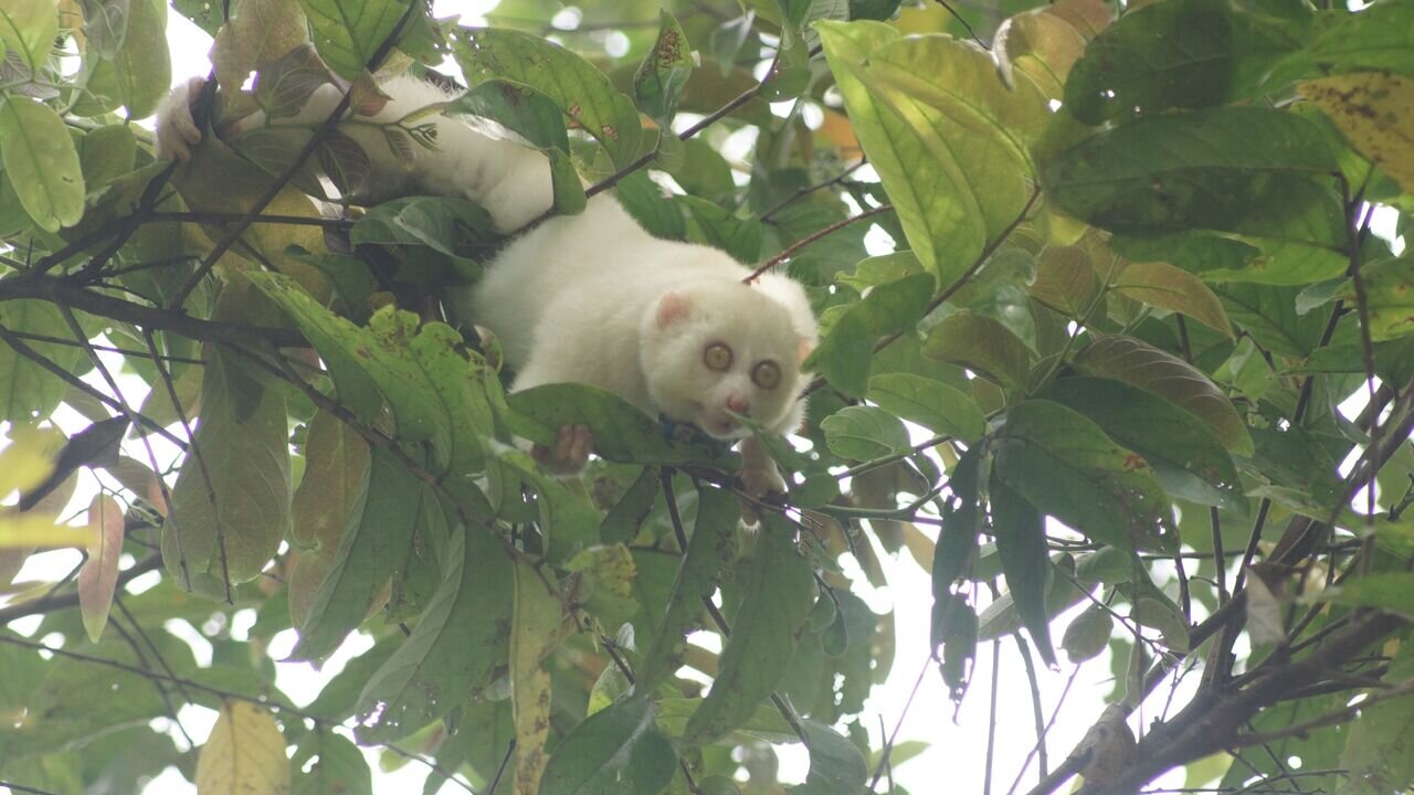 Rare Albino Slow Loris Is Rescued And Released In Sumatran Forest - The ...