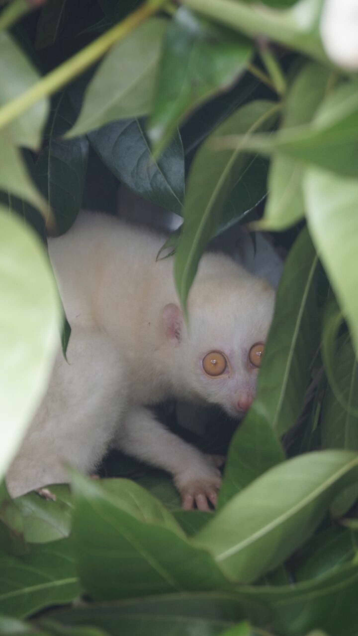 Rare Albino Slow Loris Is Rescued And Released In Sumatran Forest - The ...