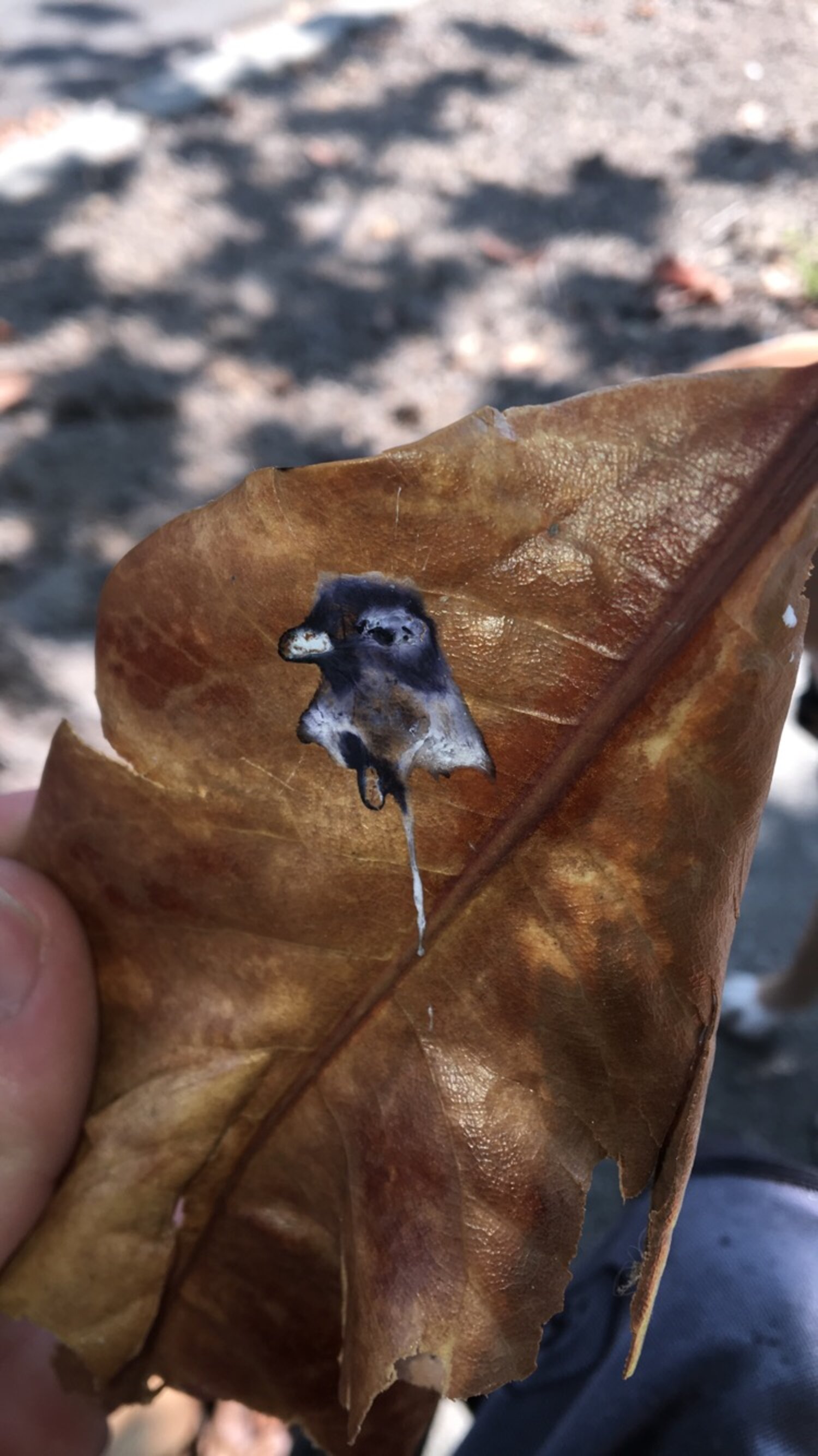 Artistic Pigeon 'Paints' Perfect Self Portrait In Poop - The Dodo