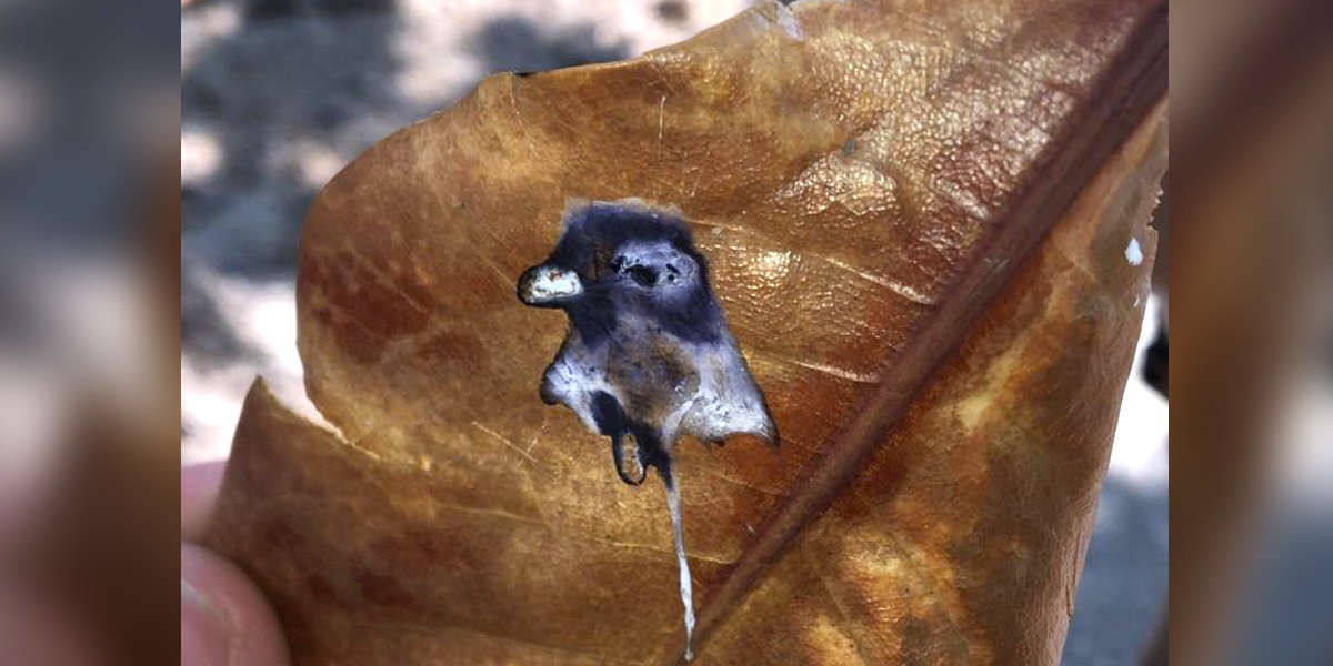 Artistic Pigeon 'Paints' Perfect Self Portrait In Poop - The Dodo