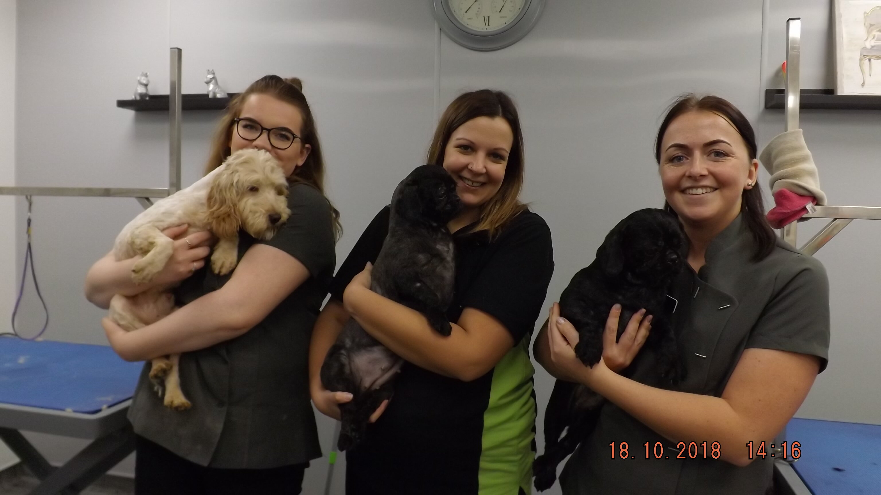 15 Extremely Matted Dogs All Abandoned On The Same Day - The Dodo