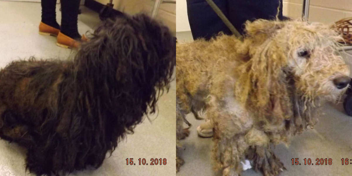 15 Extremely Matted Dogs All Abandoned On The Same Day - The Dodo