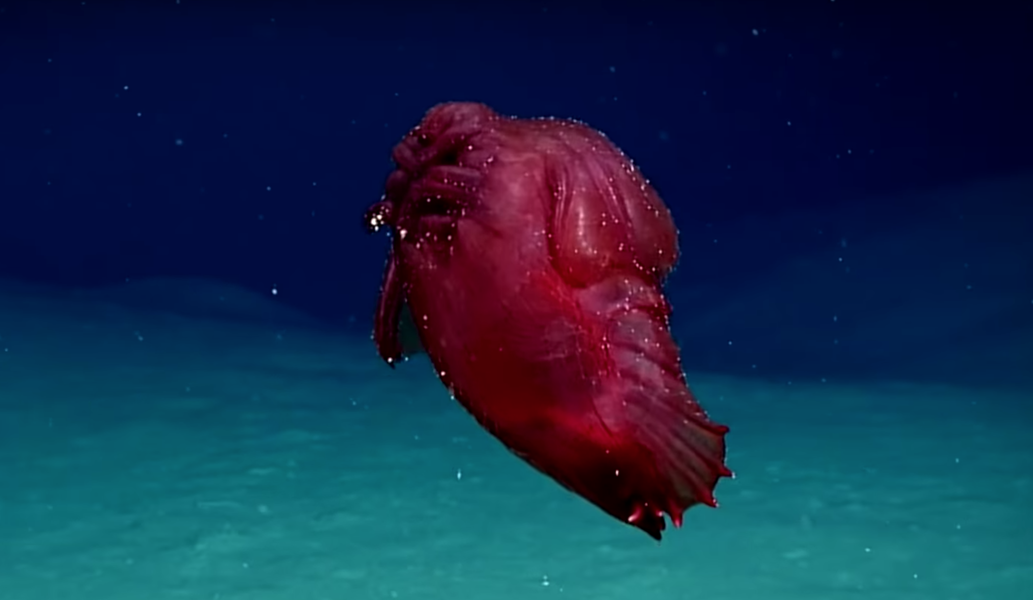 Headless Chicken Monster: Camera Captures Rare Antarctic Sea Creature ...