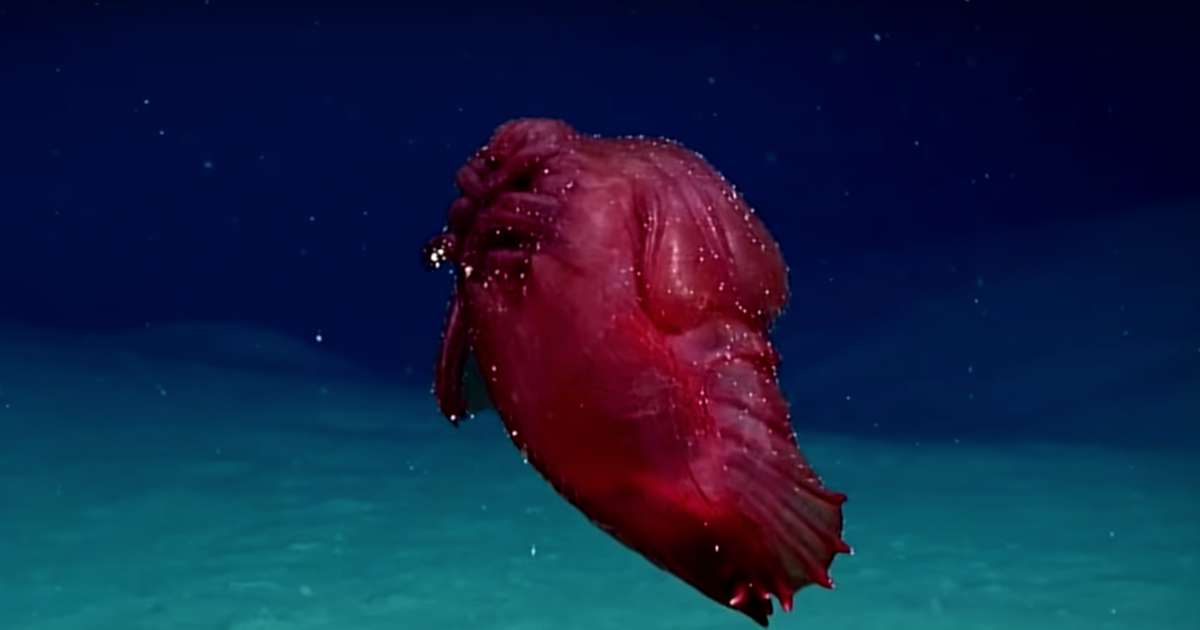 Headless Chicken Monster: Camera Captures Rare Antarctic Sea Creature ...