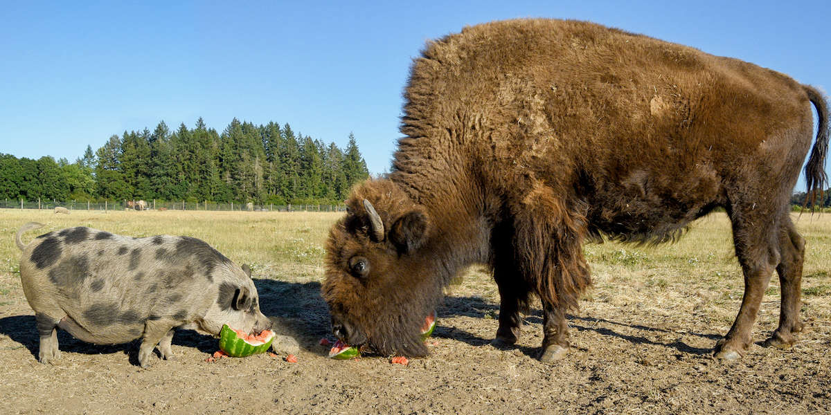 This Blind Buffalo's Bodyguard Is A Loyal Pig - Videos - The Dodo