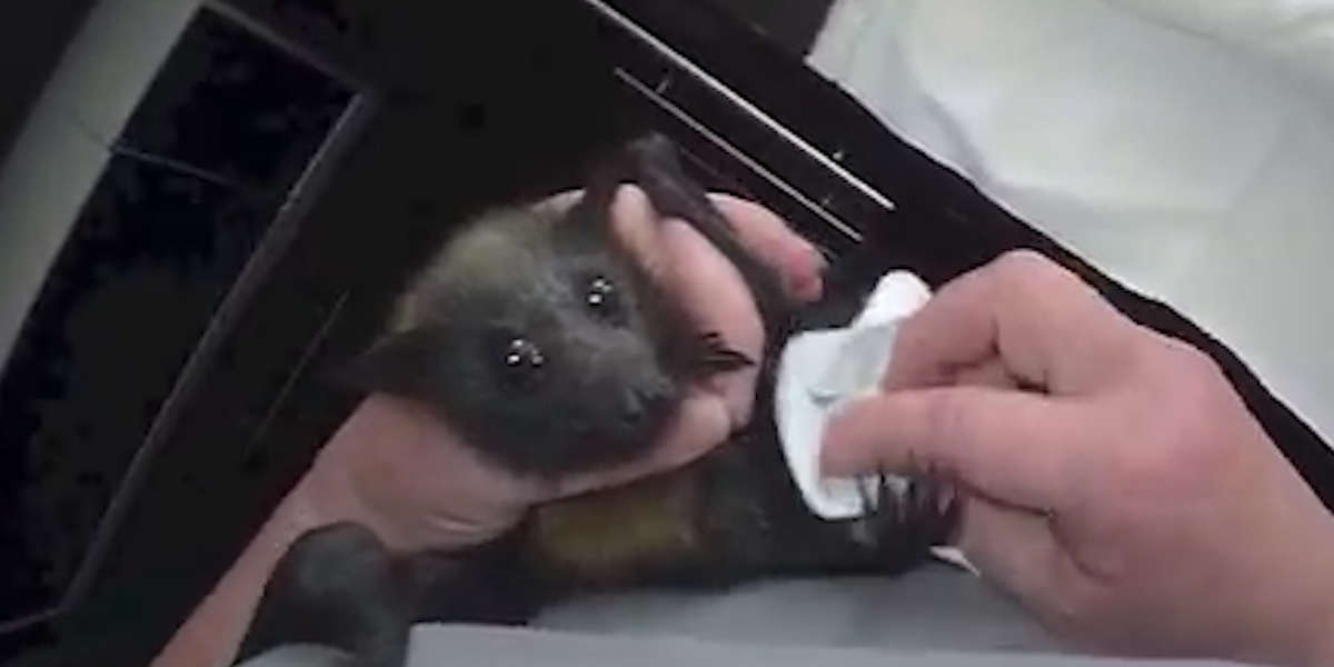 This Woman's Rescued Hundreds Of Bats - Videos - The Dodo