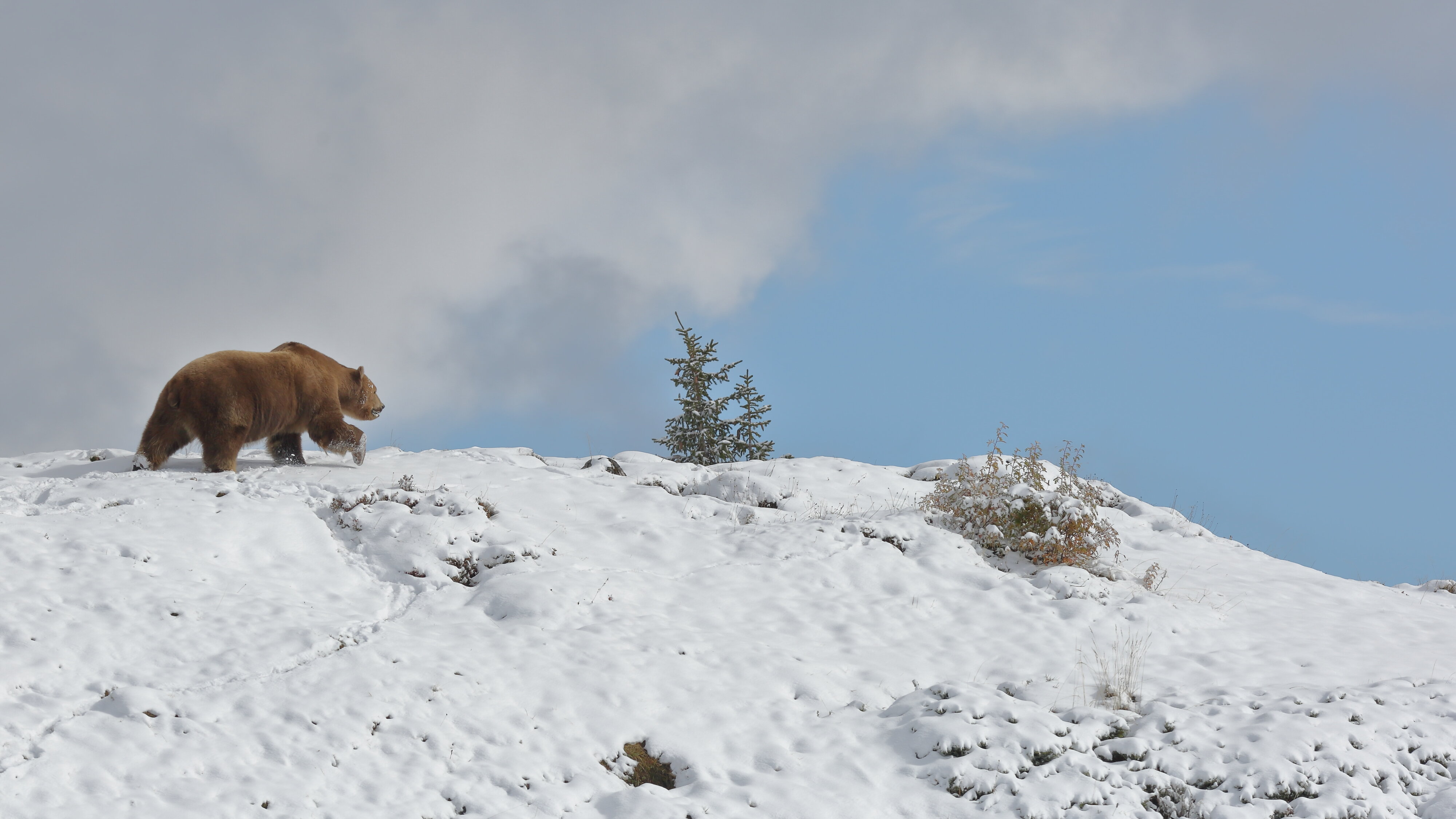 Rescued Circus Bear Enjoys His First Snow Since Being Free - The Dodo