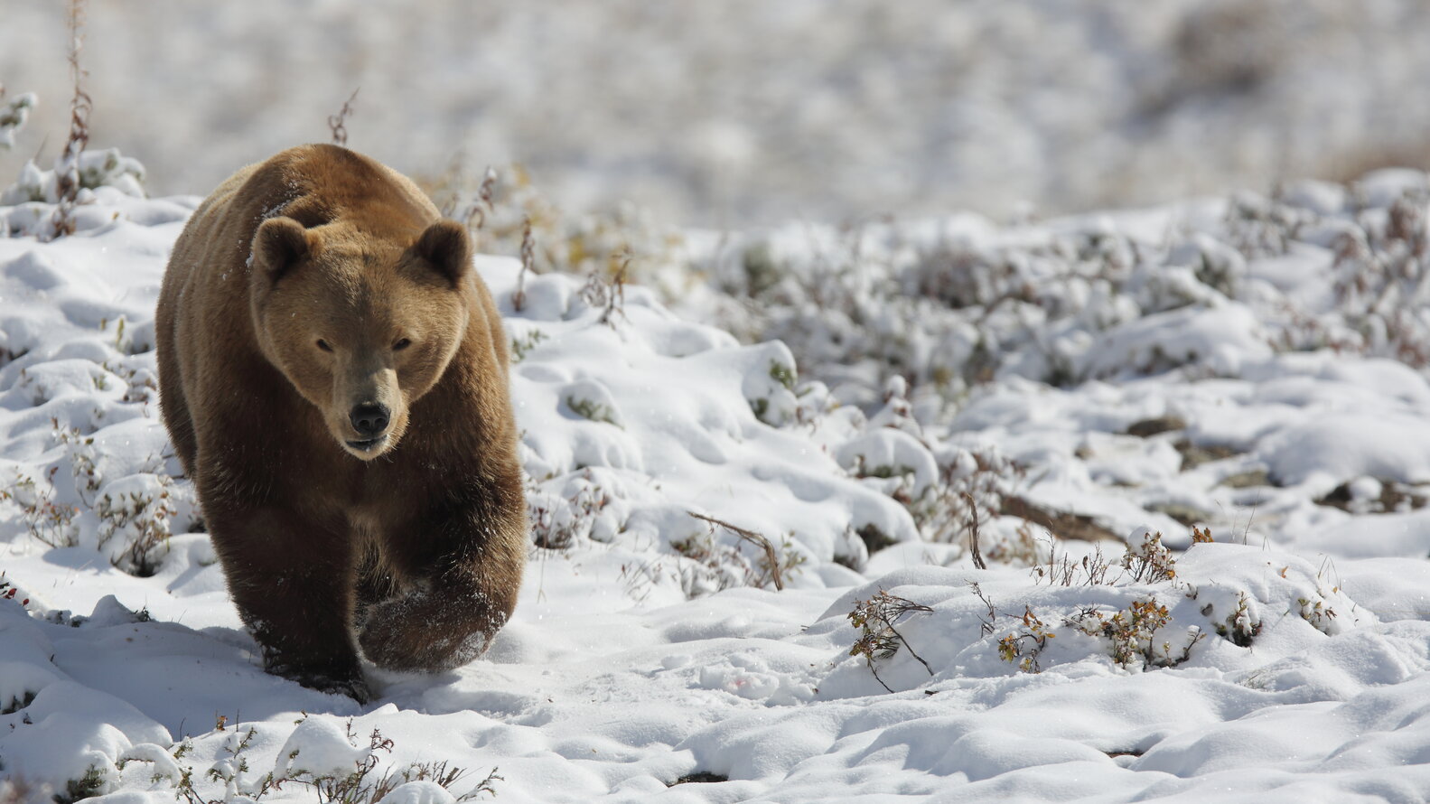 Rescued Circus Bear Enjoys His First Snow Since Being Free - The Dodo