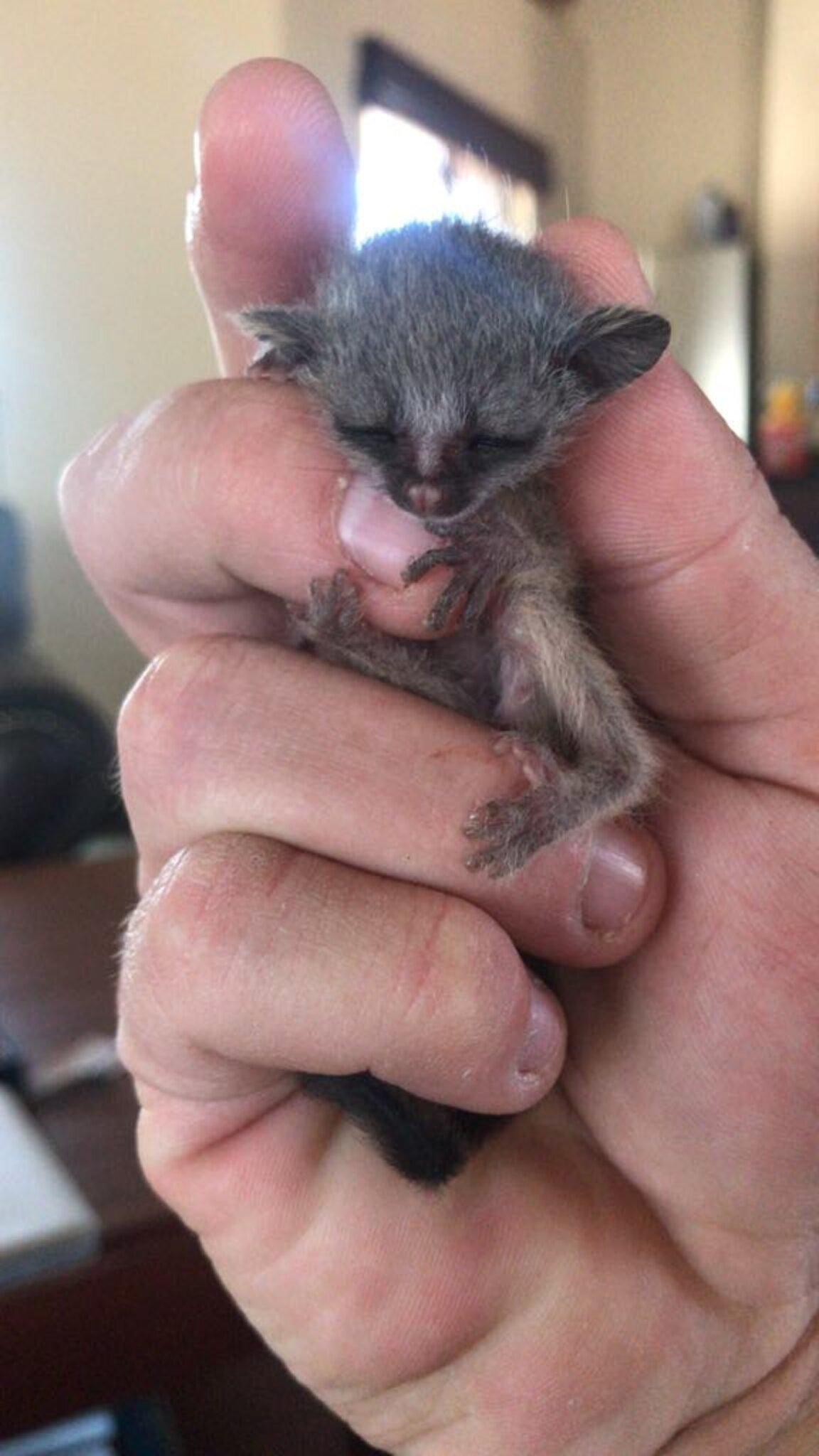 Tiny Bush Baby Falls Out Of Nest And On To Man's Couch - The Dodo
