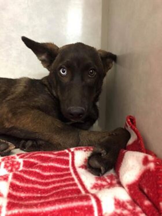 Sick And Scared German Shepherd Makes Amazing Transformation - The Dodo