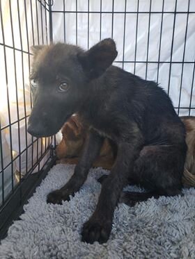 Sick And Scared German Shepherd Makes Amazing Transformation - The Dodo
