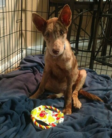 Sick And Scared German Shepherd Makes Amazing Transformation - The Dodo