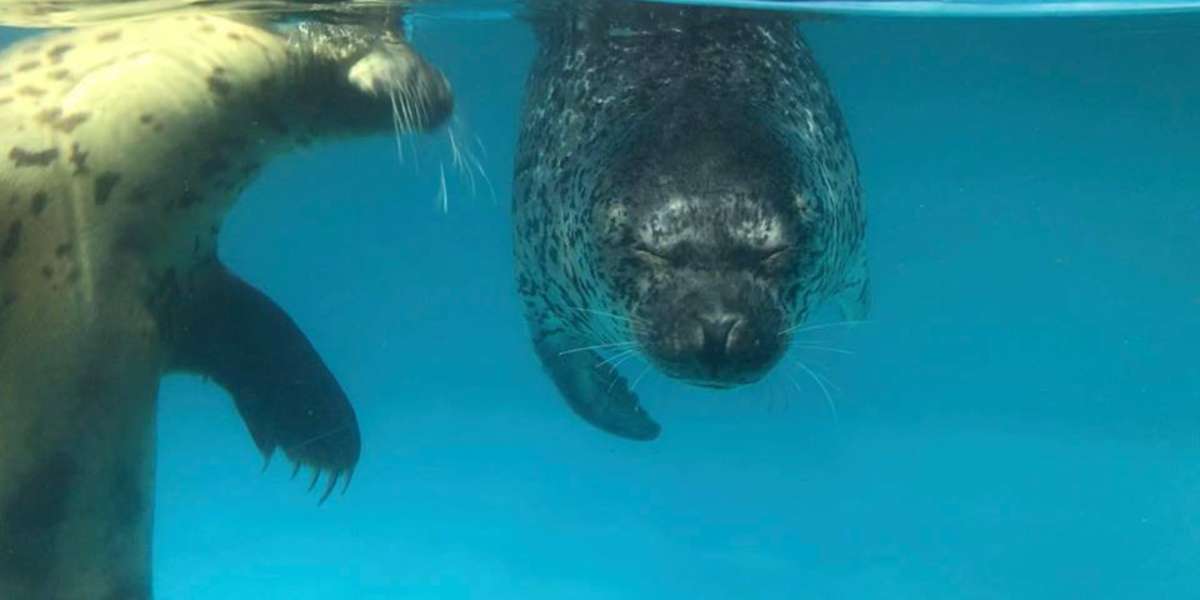 Seals Trapped In Dirty Tanks At 'Living Hell' Chinese Mall Zoo - The Dodo