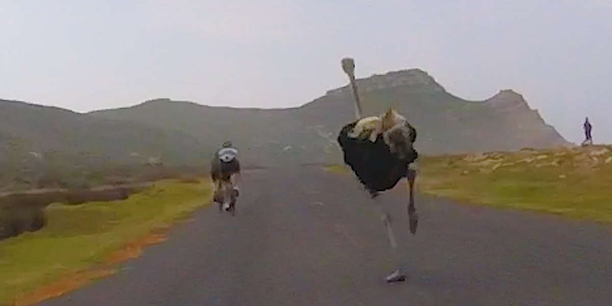 Guy Films Ostrich Chasing Bikers - Videos - The Dodo